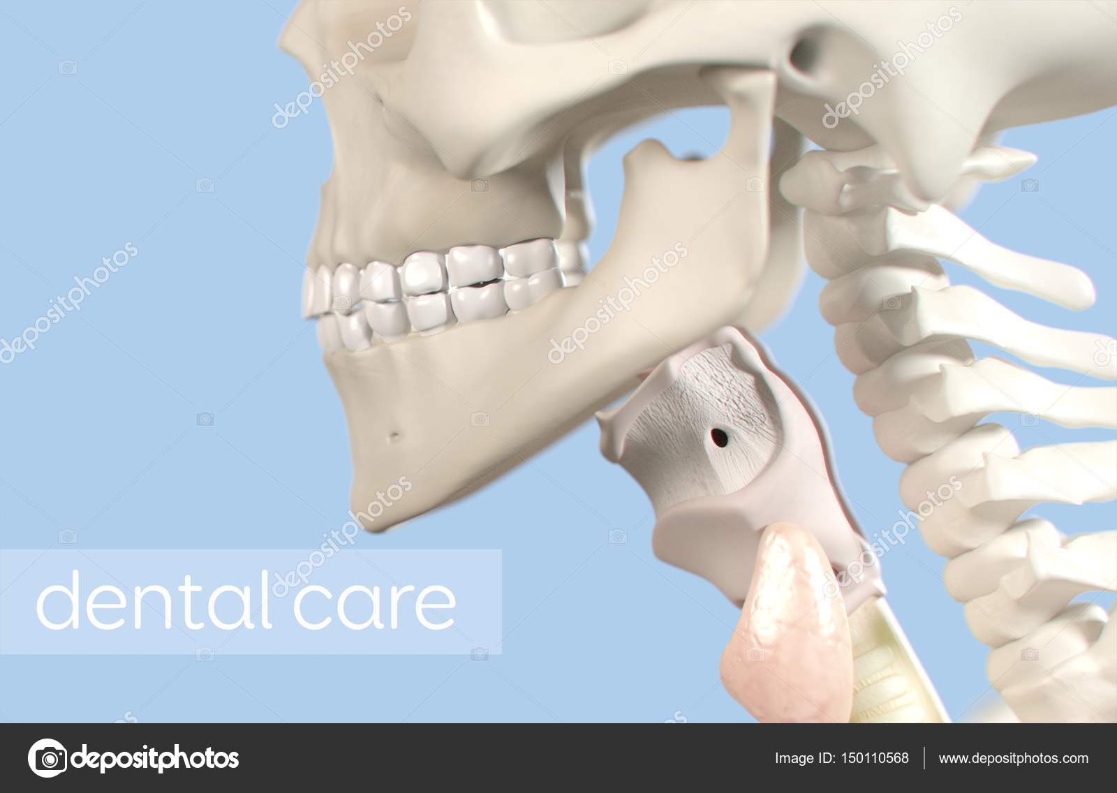 Human teeth anatomy model Stock Photo by ©AnatomyInsider 150110568