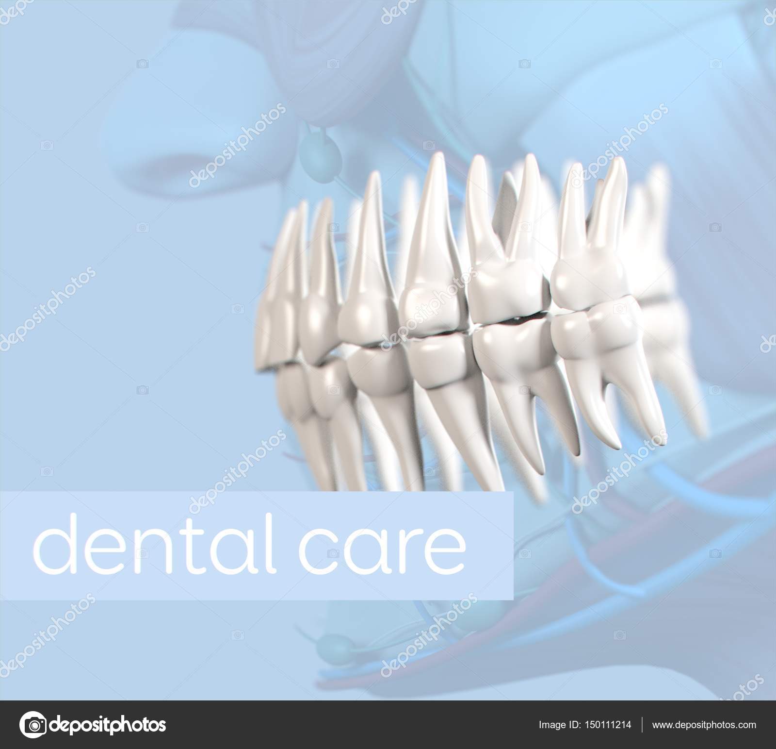 Human teeth anatomy model Stock Photo by ©AnatomyInsider 150111214