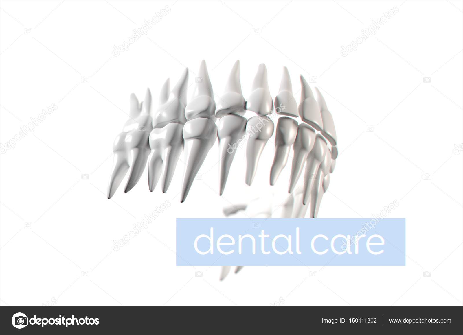 Human teeth anatomy model Stock Photo by ©AnatomyInsider 150111302