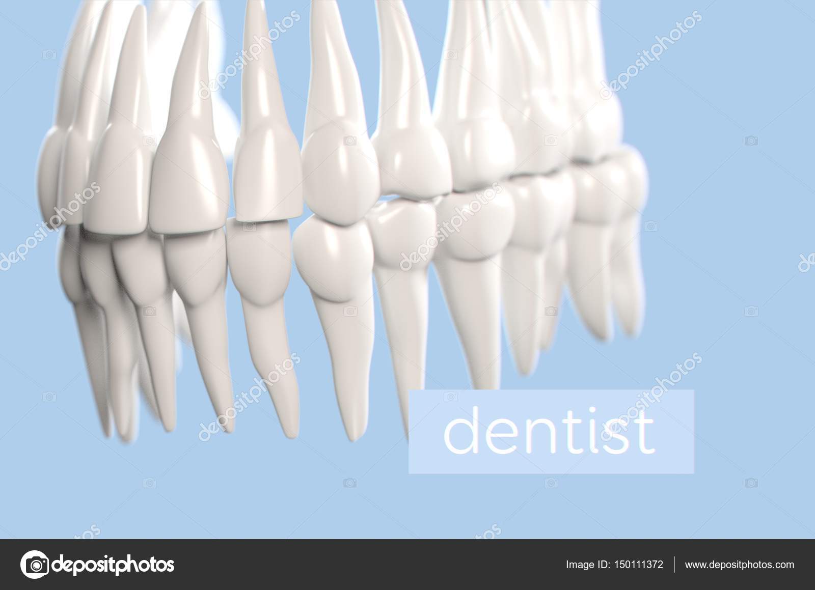 Human teeth anatomy model Stock Photo by ©AnatomyInsider 150111372