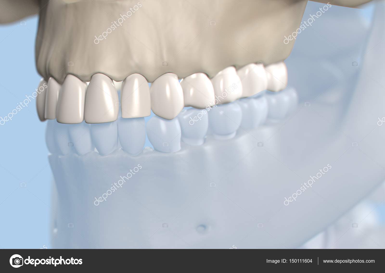 Human teeth anatomy model Stock Photo by ©AnatomyInsider 150111604