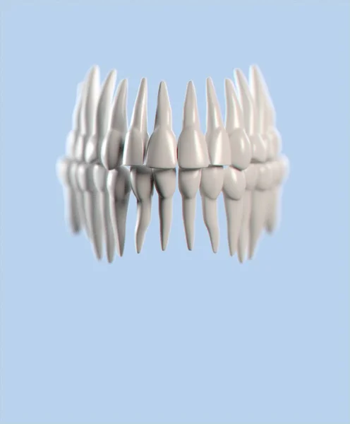 Human teeth anatomy model Stock Photo by ©AnatomyInsider 150111214