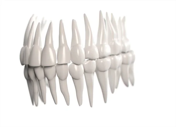 Human teeth anatomy model Stock Photo by ©AnatomyInsider 150111214