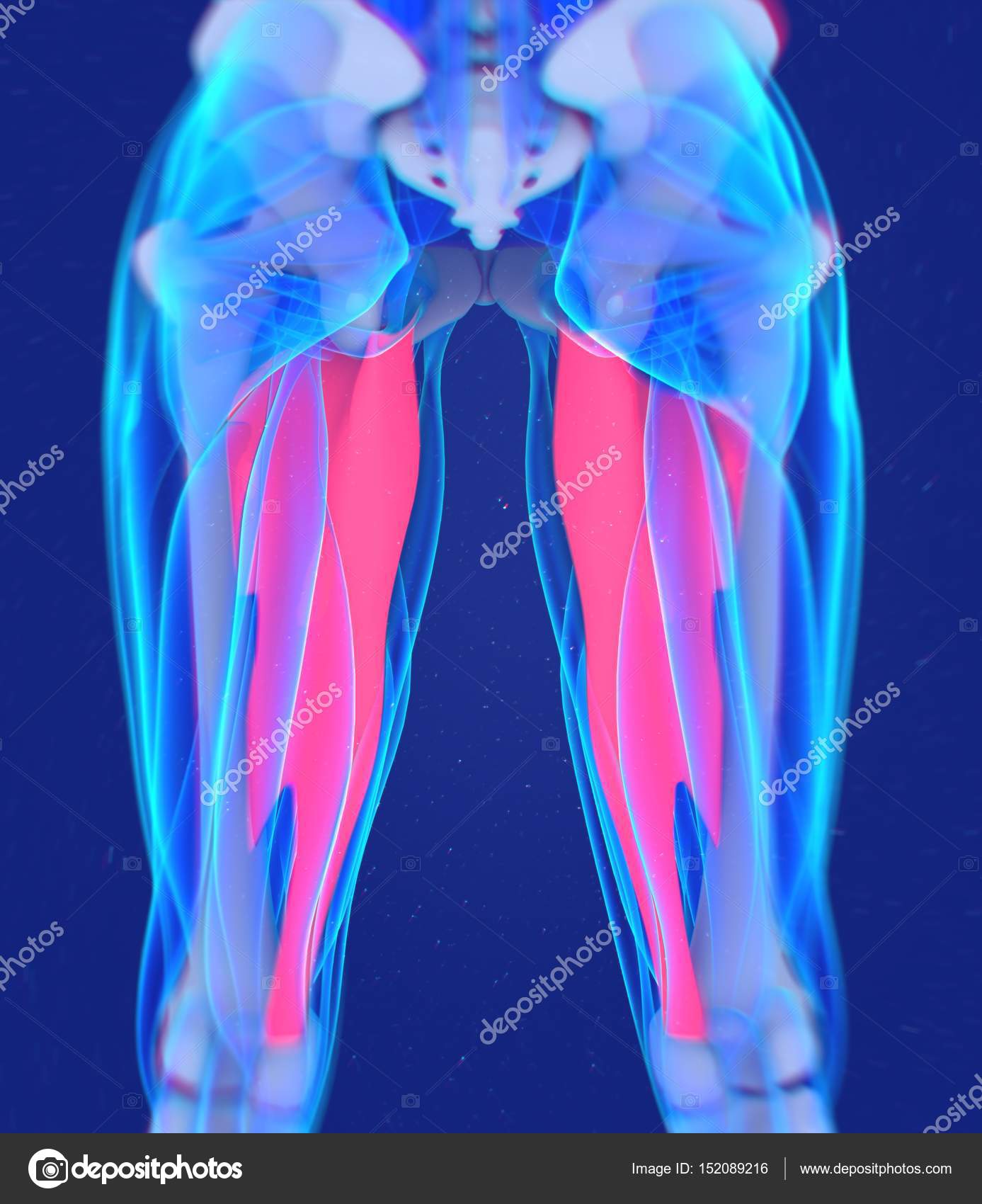 Adductor Muscles anatomy model — Stock Photo © AnatomyInsider #152089216