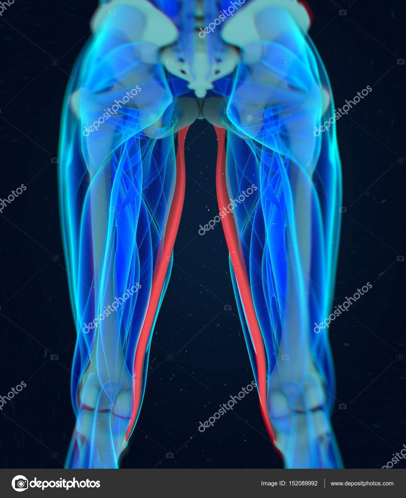 Gracilis Model
