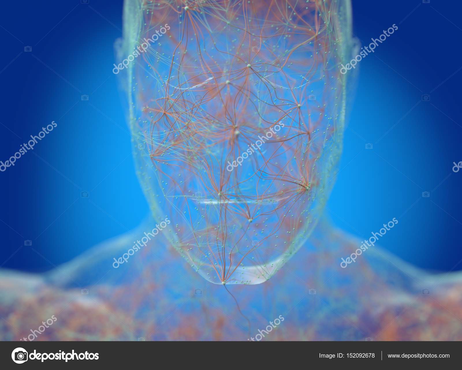 Human body neurology, nervous system — Stock Photo © AnatomyInsider ...
