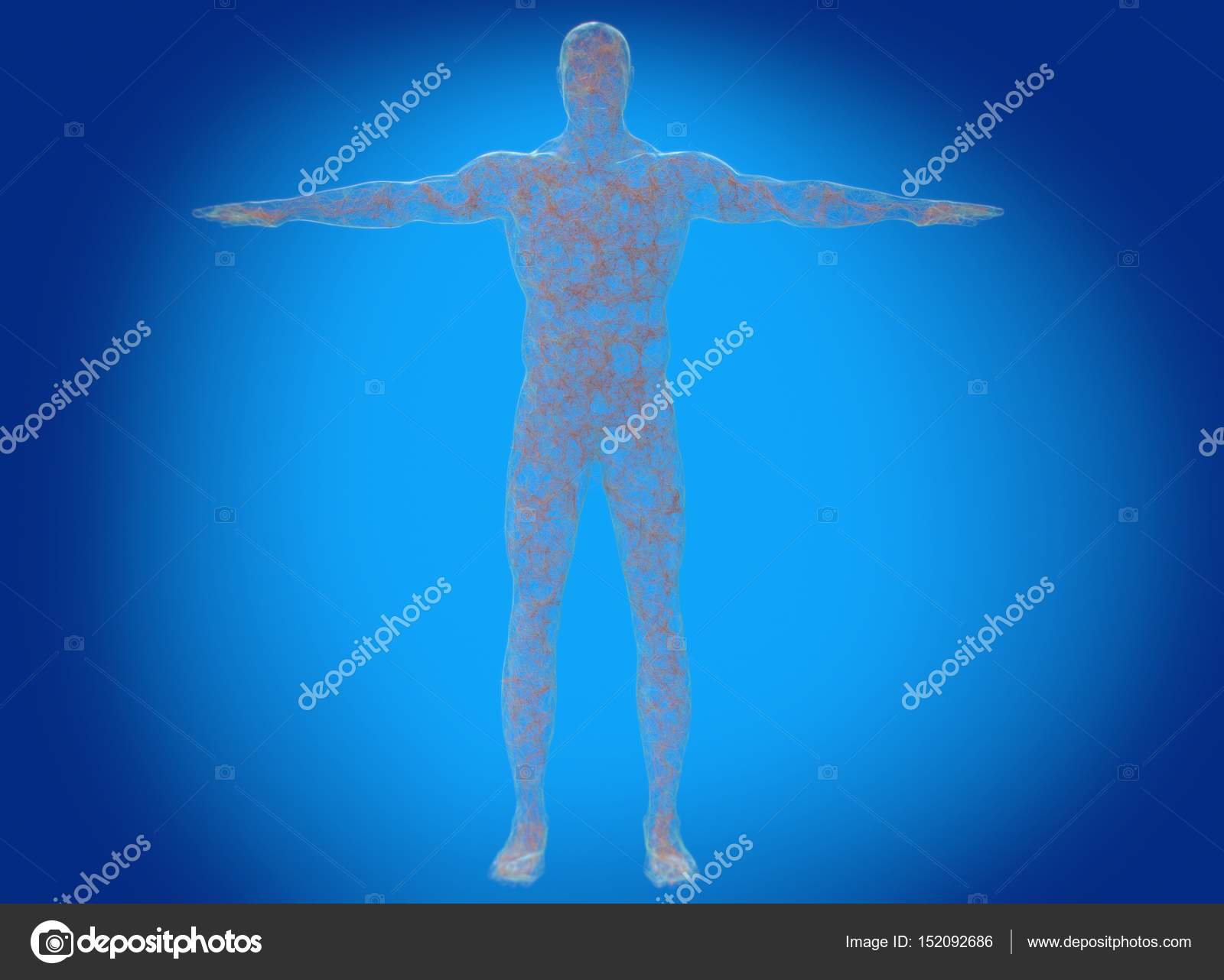 Human body neurology, nervous system — Stock Photo © AnatomyInsider ...