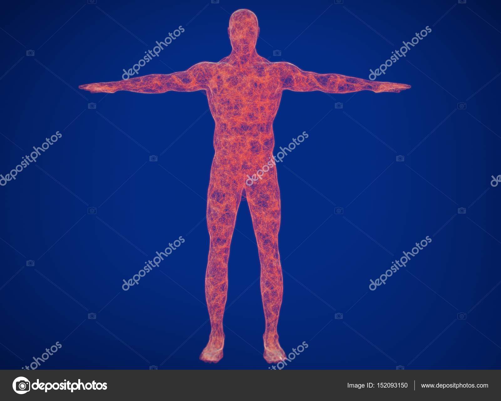 Human body neurology, nervous system Stock Photo by ©AnatomyInsider ...