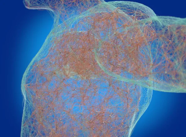 Human body neurology, nervous system — Stock Photo © AnatomyInsider ...