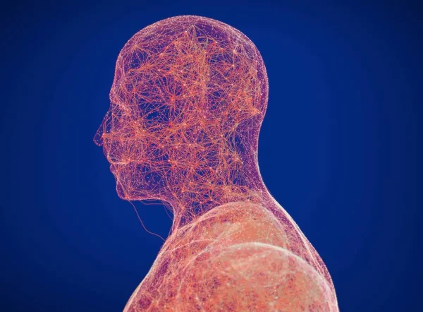 Human body neurology, nervous system — Stock Photo © AnatomyInsider ...