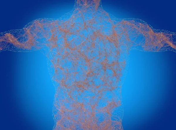 Human body neurology, nervous system — Stock Photo © AnatomyInsider ...