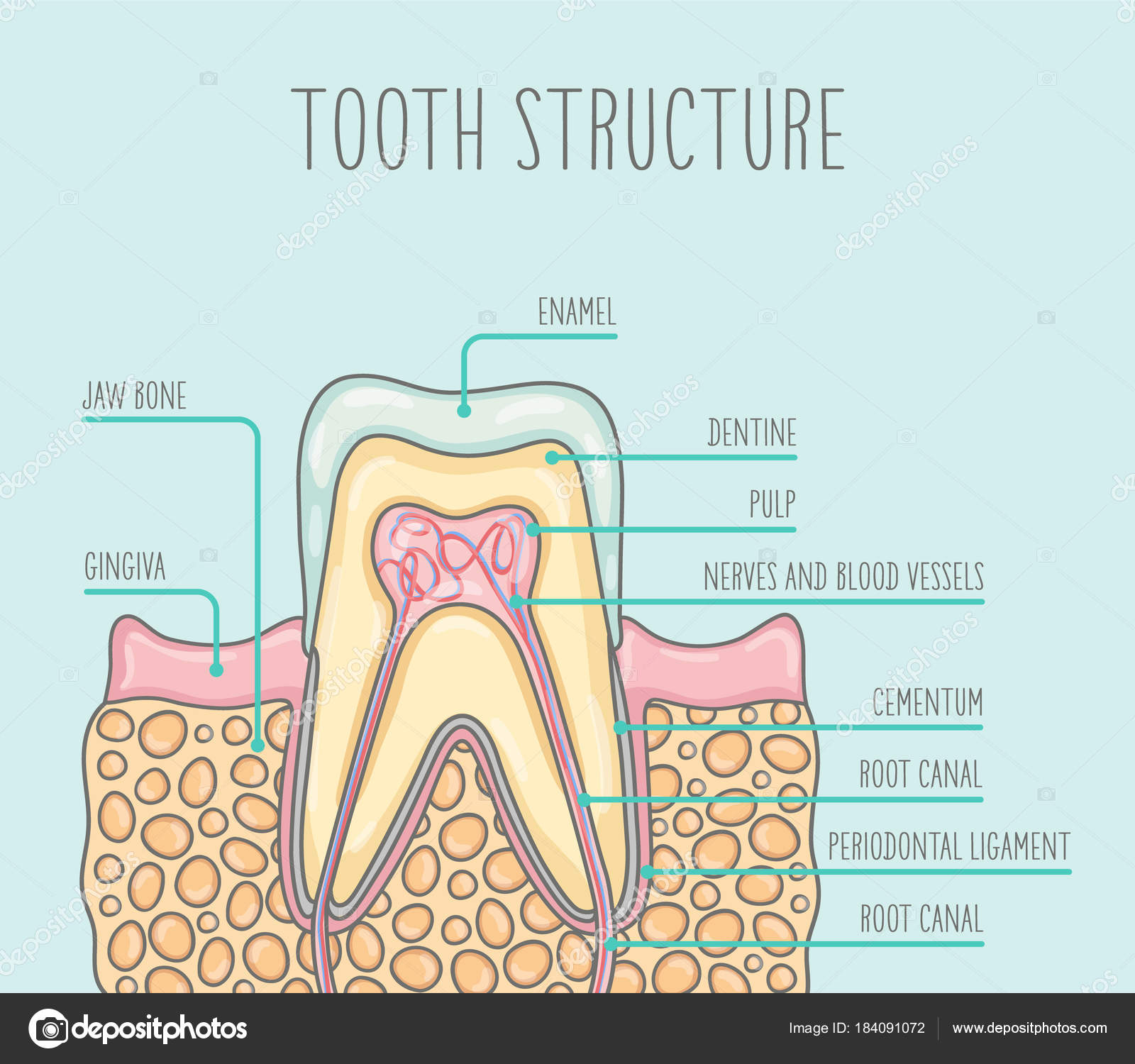 Vector Illustration Healthy Human Tooth Structure Illustration Suitable ...