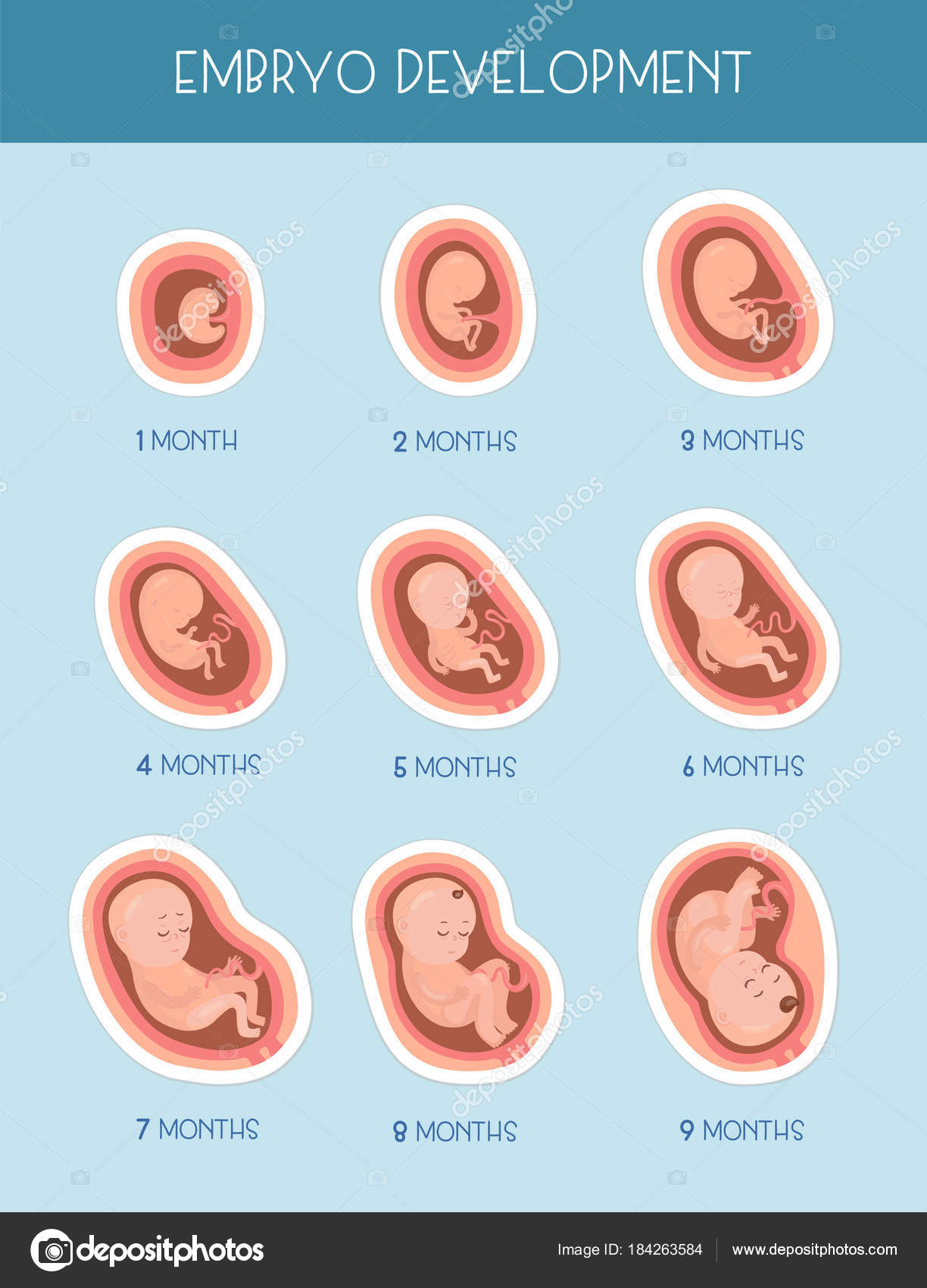 Stages Embryo Development Vector Flat Infographic Icons Stock Vector ...