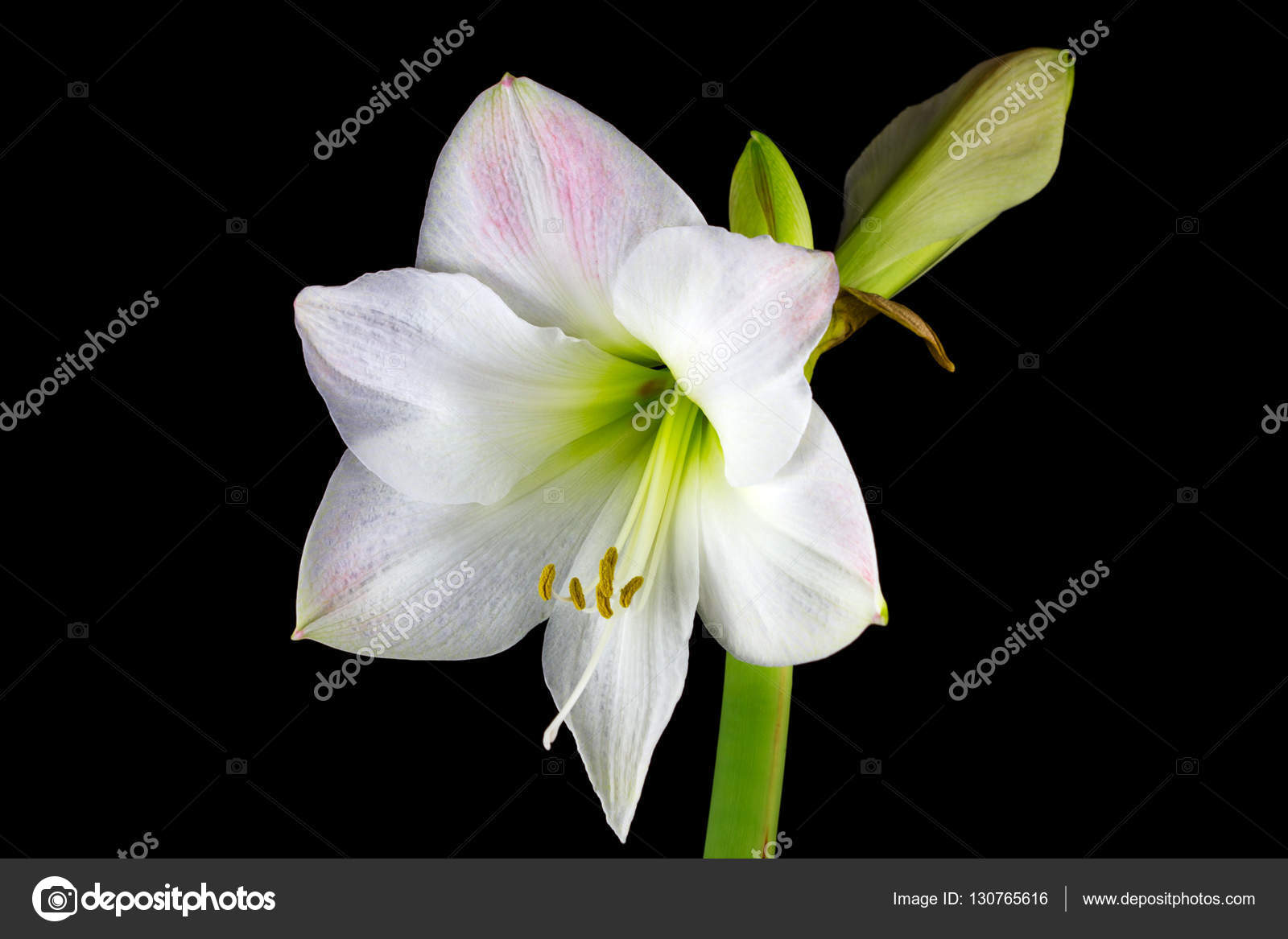 White amaryllis flower Stock Photo by ©Veroja 130765616