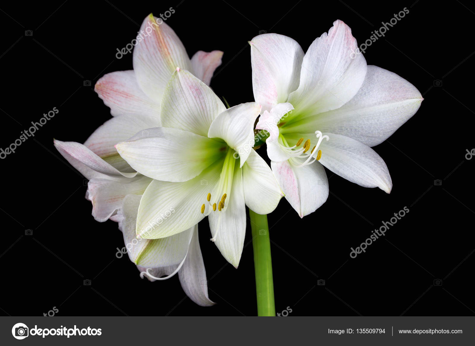 White Amaryllis Flower