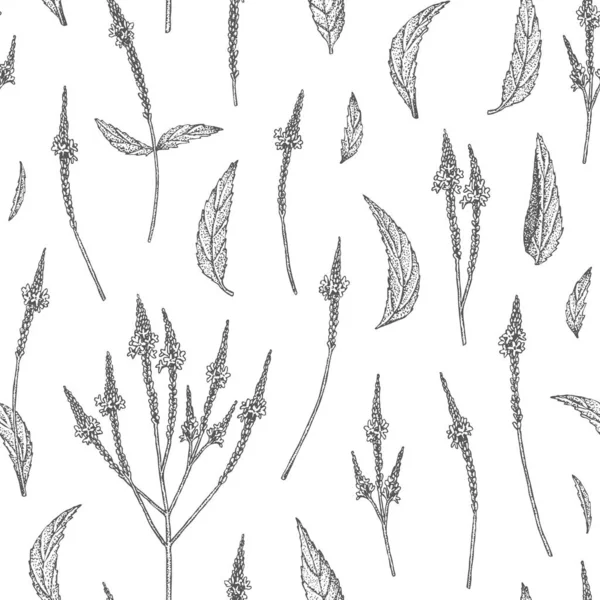 Sage flower Vector Art Stock Images | Depositphotos