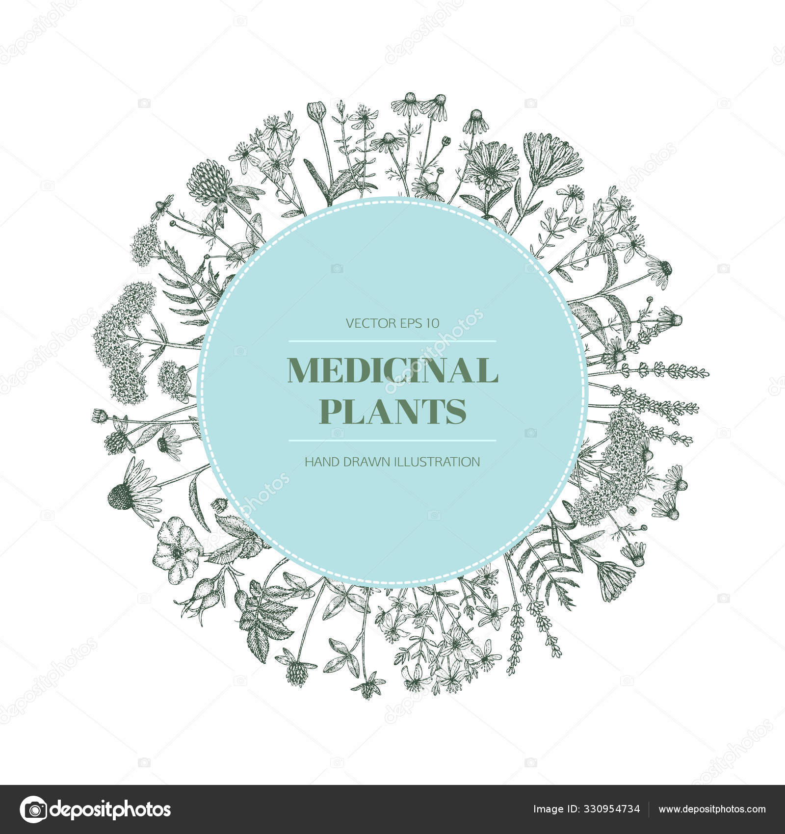 Medicinal plants. Stock Vector by ©bantiqvision 330954734