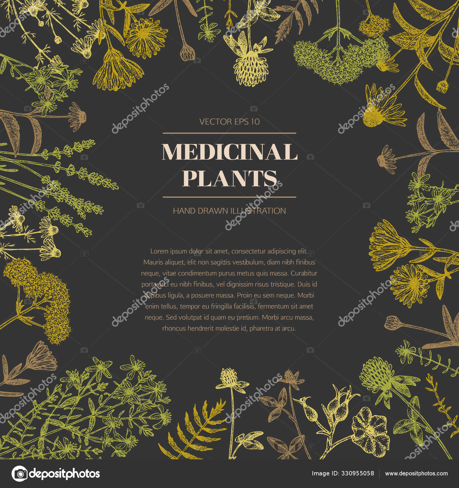 Medicinal plants. Stock Vector by ©bantiqvision 330955058