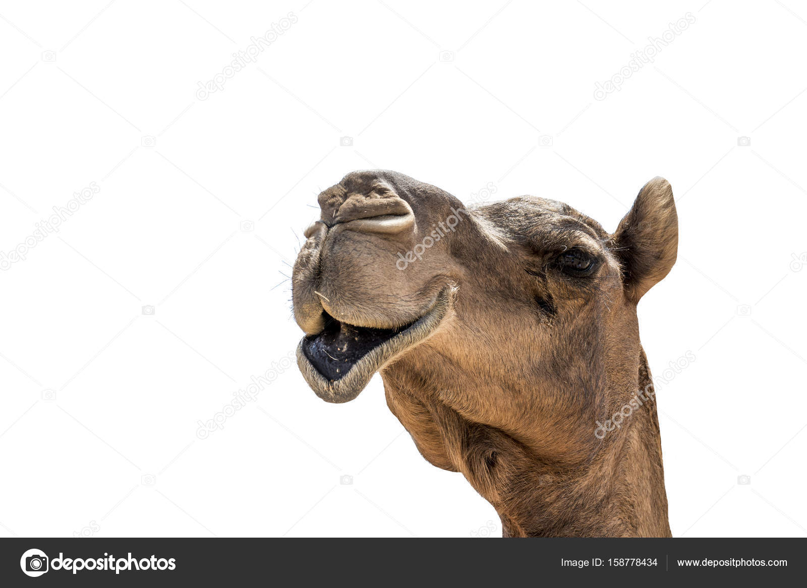 Smiling Camel Face