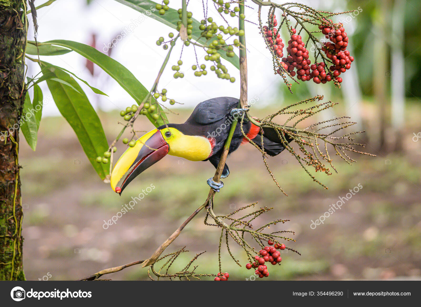 Toucans Eating Fruit