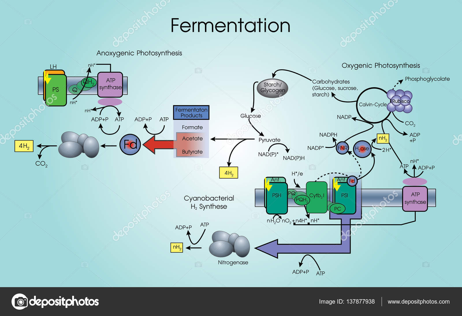 Fermentation Cell Diagram