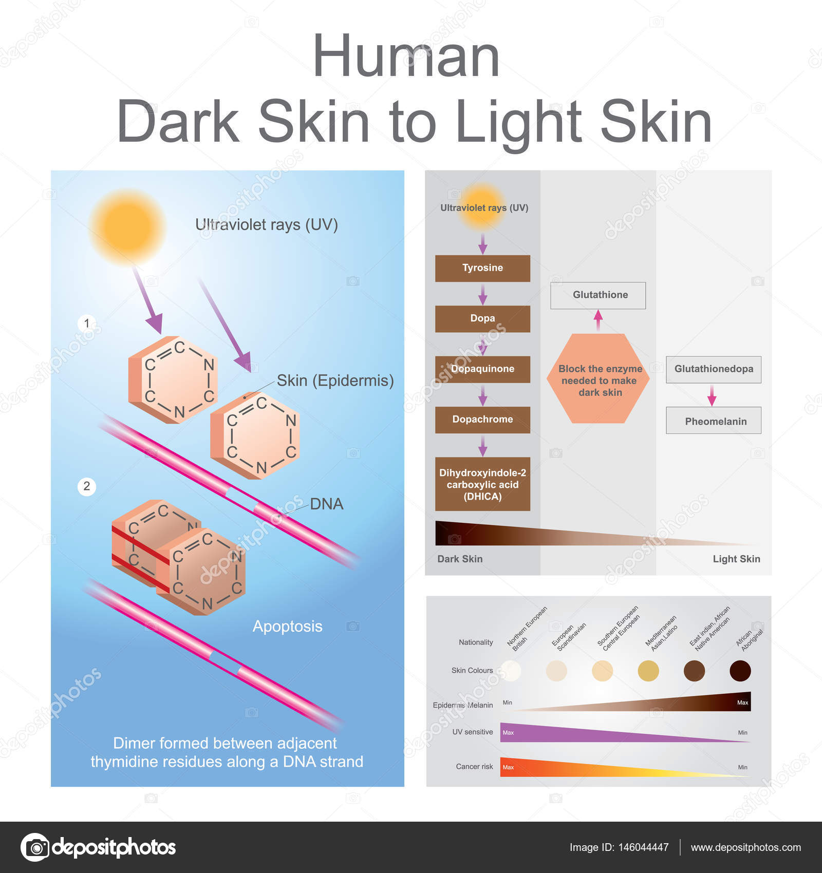 Human dark skin to light skin process Stock Vector Image by ©pattarawit ...