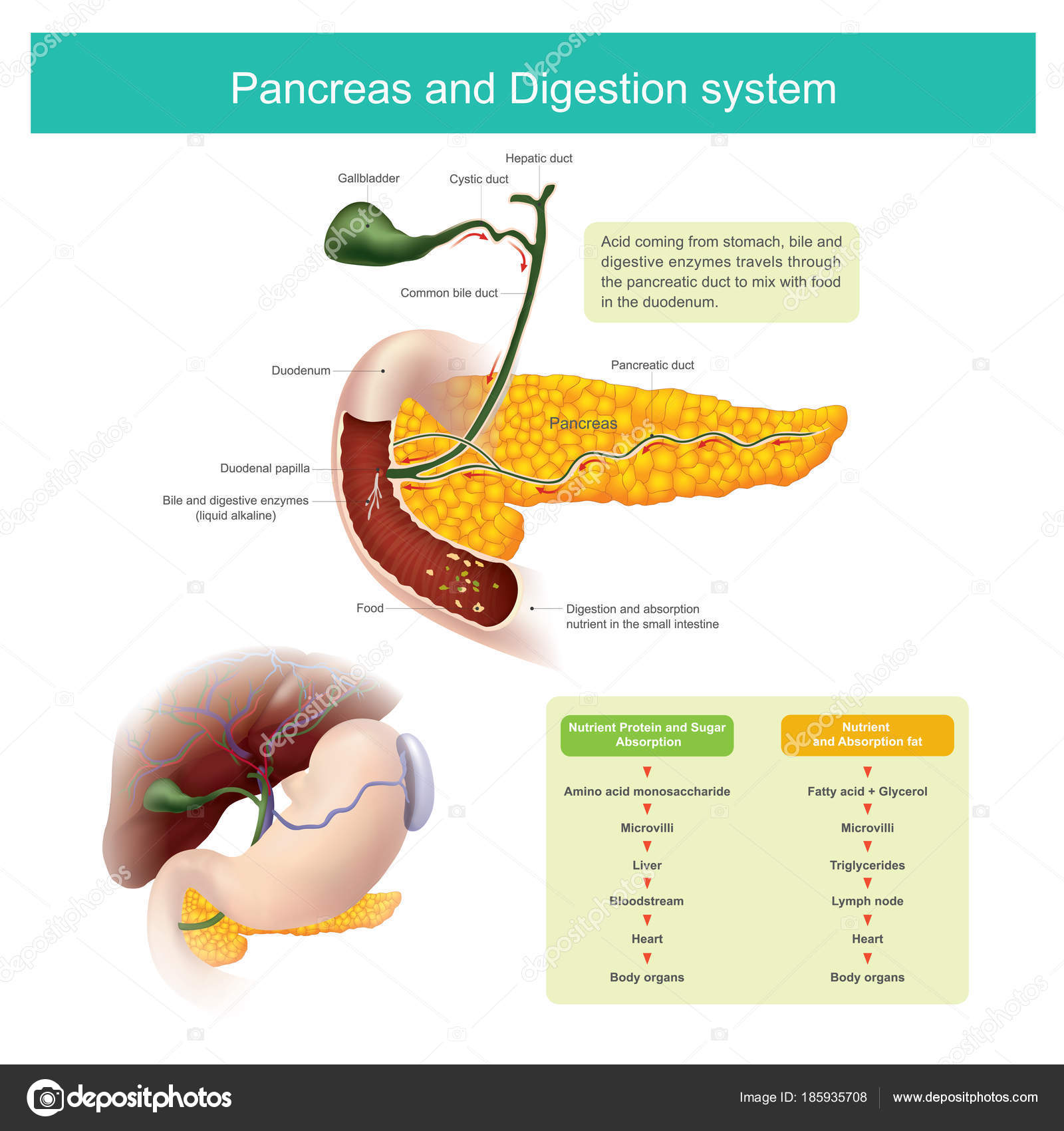 The digestive enzymes travels through the pancreatic duct to mix ...