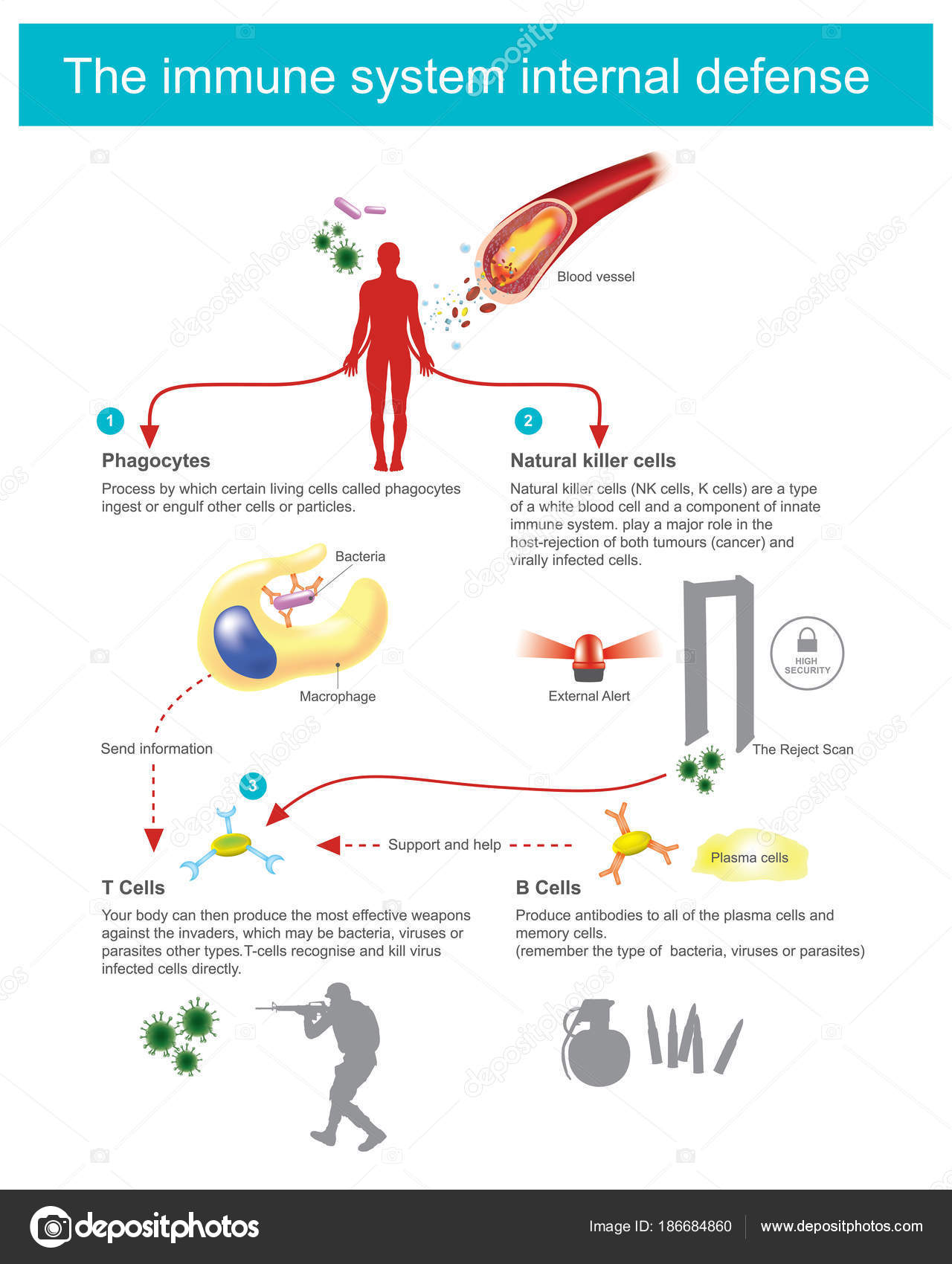 The immune system internal defence. Stock Vector by ©pattarawit 186684860