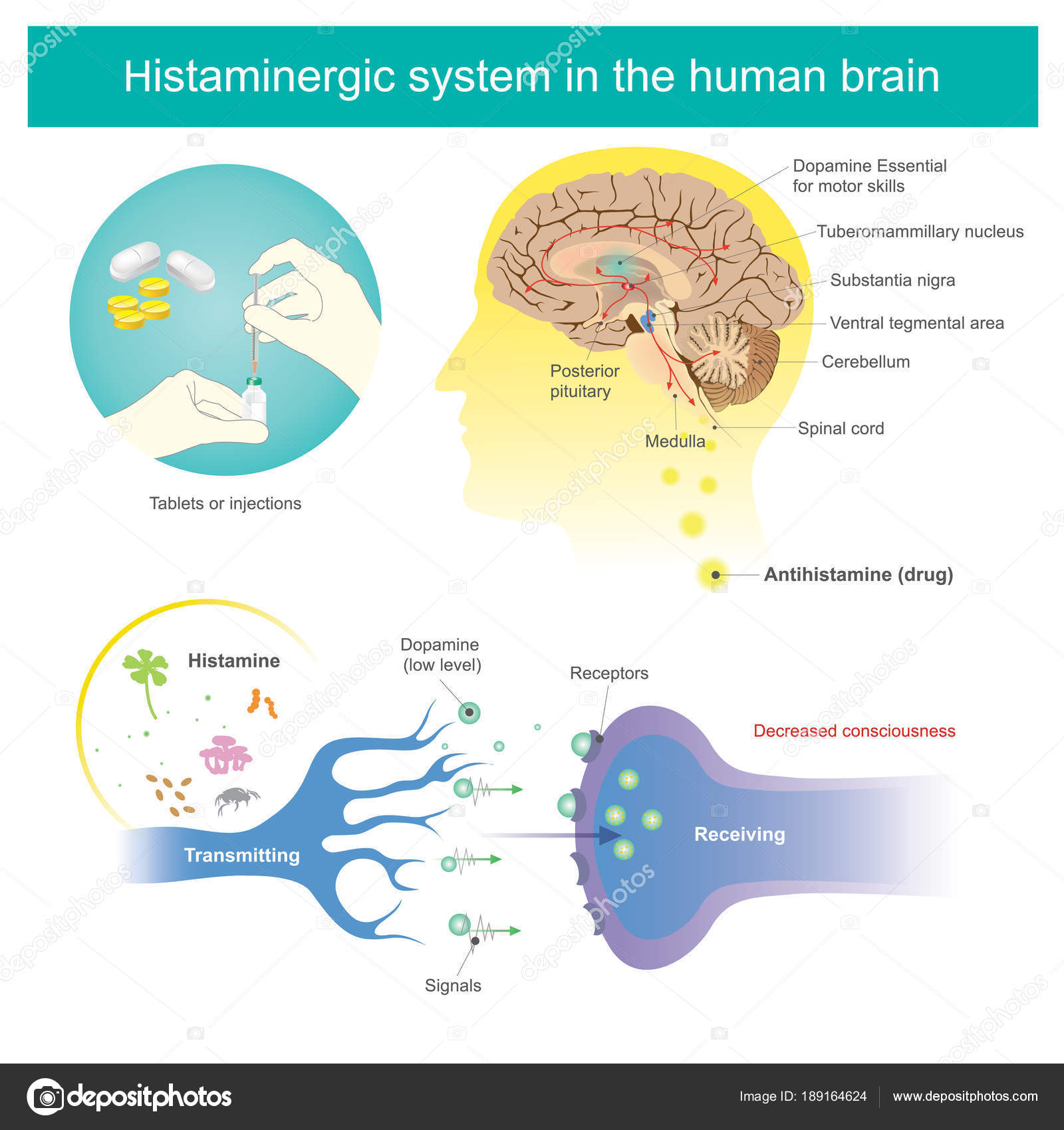 Sistema histaminérgico en el cerebro humano. Histamina Ilustración ...