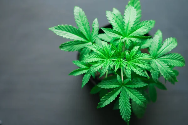 A young beautiful cannabis plant medical marijuana on a black wood ...