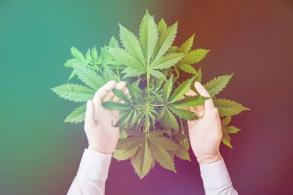 Cannabis projects Stock Photos, Royalty Free Cannabis projects Images ...