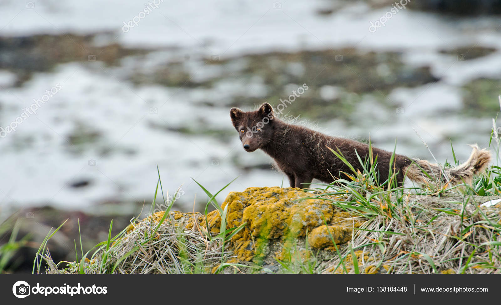 Zorro azul de Commander Island: fotografía de stock © denis_cher ...
