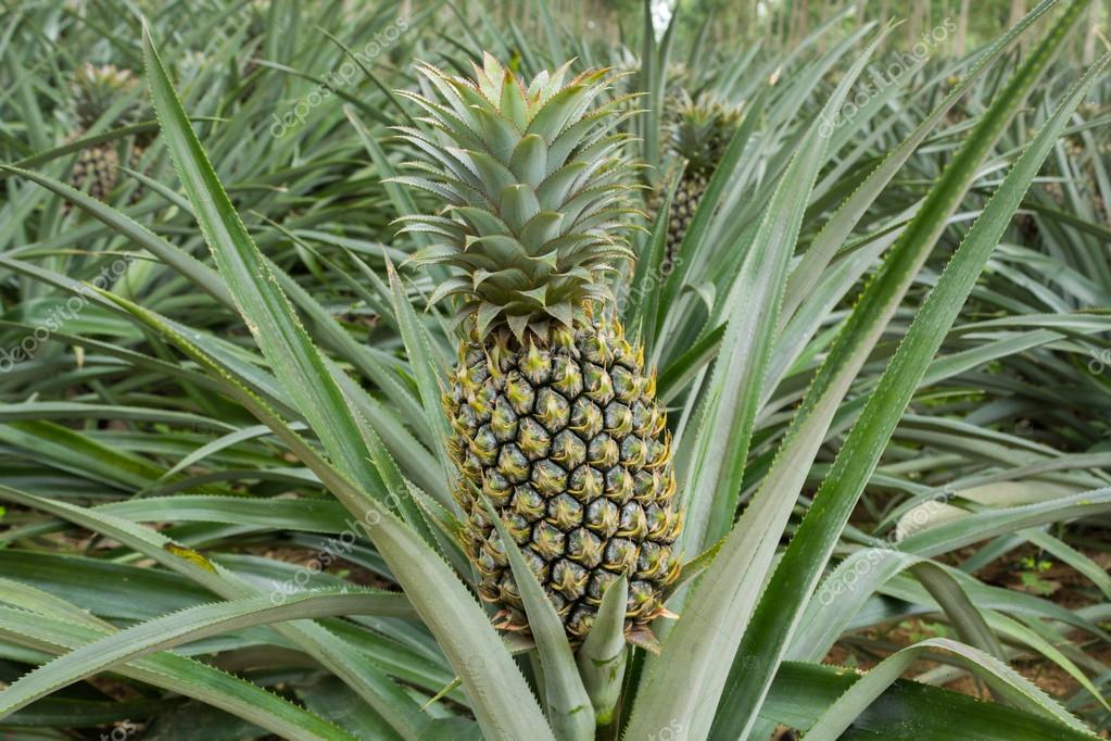 Pineapple Plant Field