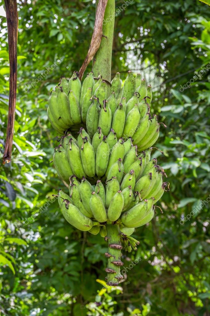 Bloem Bananenboom - Bloemen