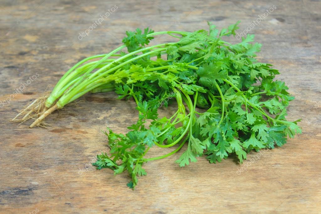 hojas de cilantro fresco sobre fondo de madera 2023