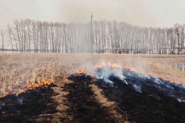 the flames of the fire, rapidly running to the trees. inflammability of ...