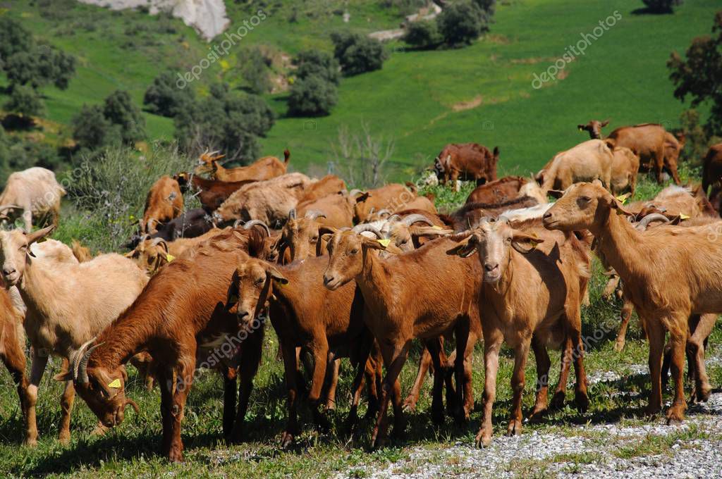 Spanish goats in the countryside near Alora, Spain. — Stock Photo ...