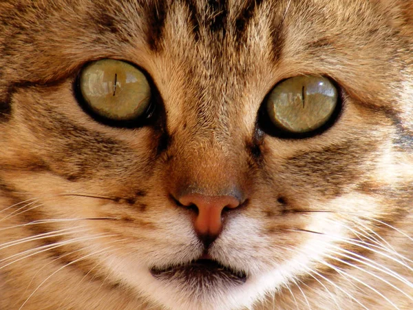 Cat pictures, cat eyes, the most beautiful cat eye photos, cute cat ...