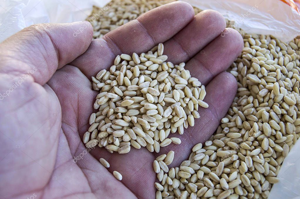 imágenes de trigo lavado, granos de trigo blanco para hacer sopas y ...