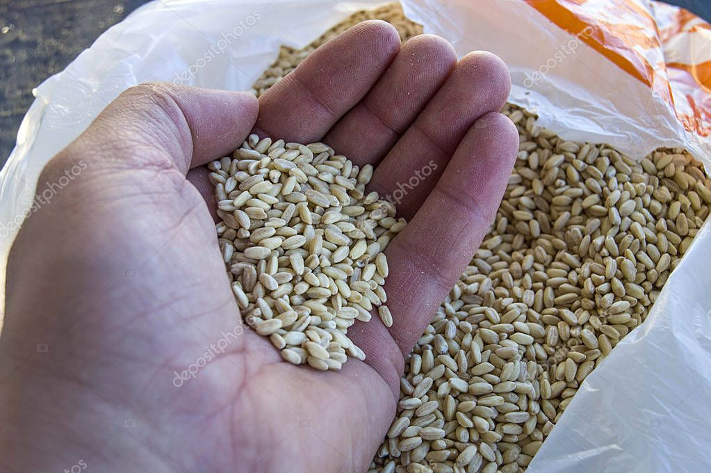 imágenes de trigo lavado, granos de trigo blanco para hacer sopas y ...