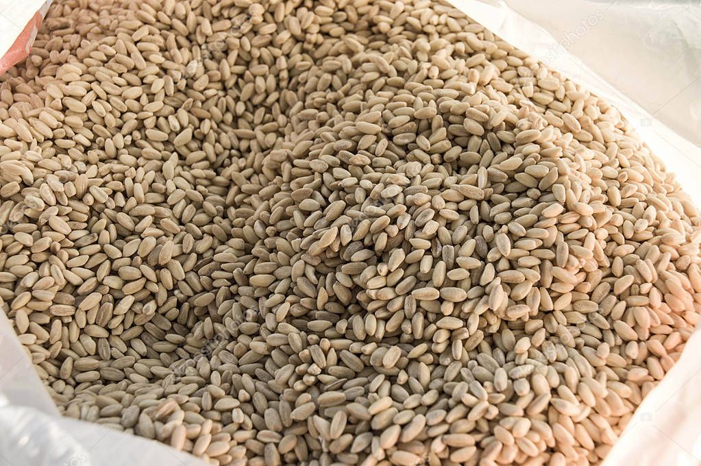 imágenes de trigo lavado, granos de trigo blanco para hacer sopas y ...