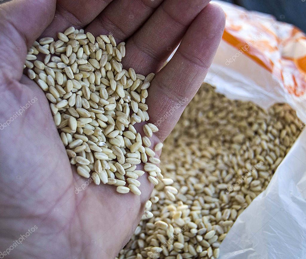 imágenes de trigo lavado, granos de trigo blanco para hacer sopas y ...