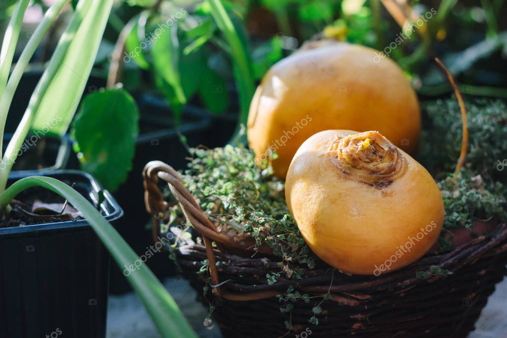 nabo. Pareja de nabo amarillo maduro y delicioso en el jardín verde 2024