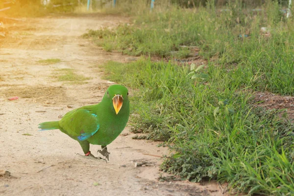 Parrot landing Stock Photos, Royalty Free Parrot landing Images ...
