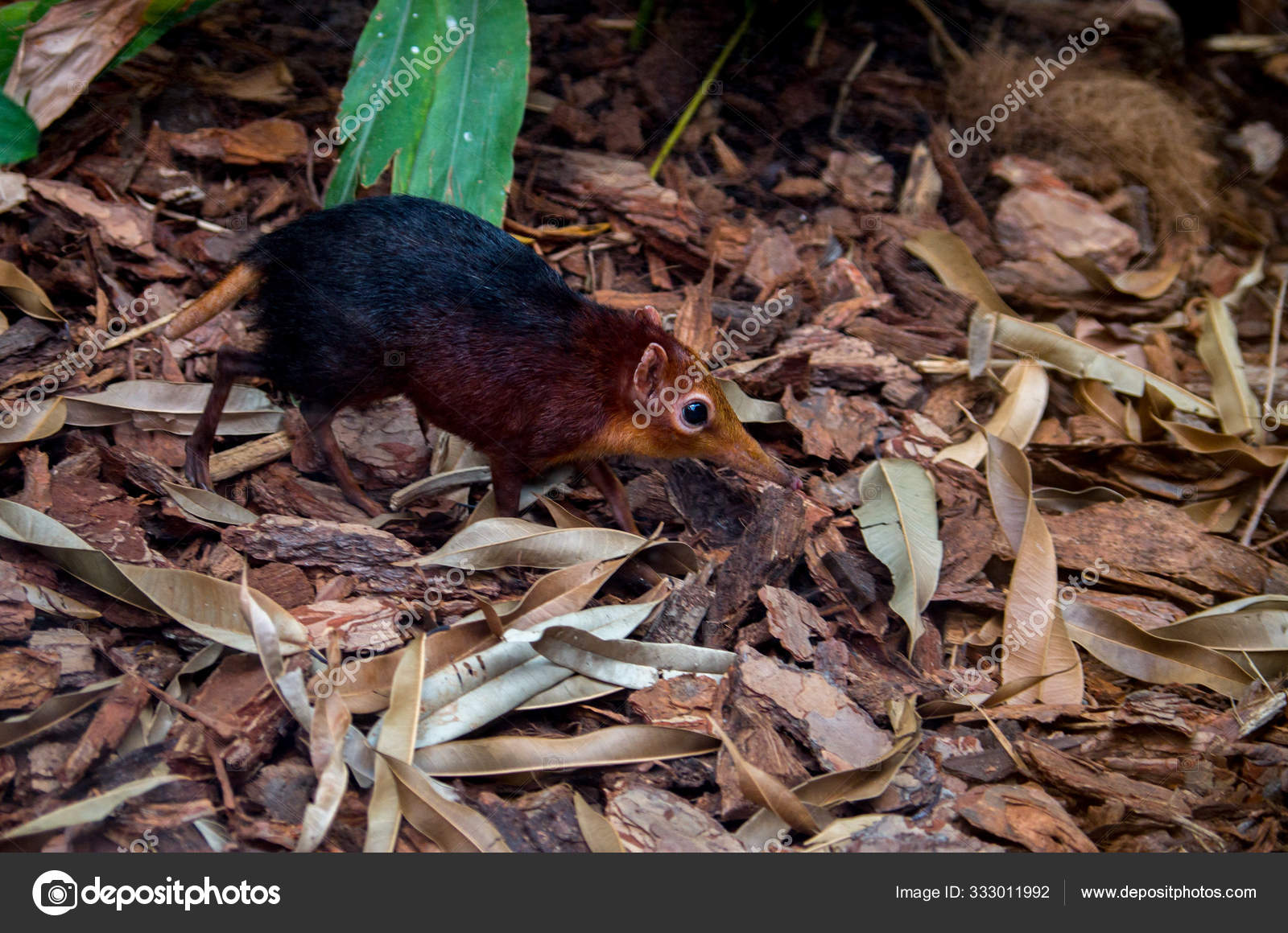 Female Shrew