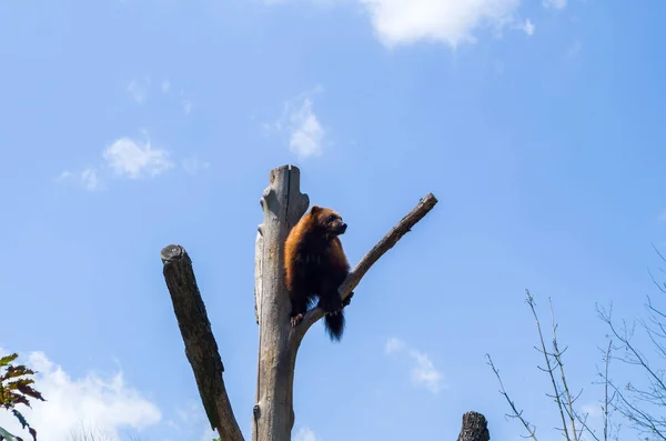 Lémurien rouge images libres de droit, photos de Lémurien rouge ...
