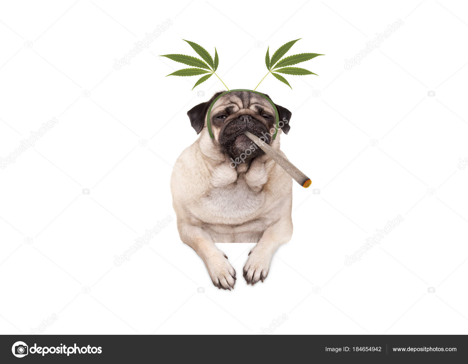 Dog Weed