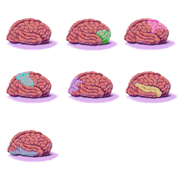 Human brain comic Stock Photos, Royalty Free Human brain comic Images ...