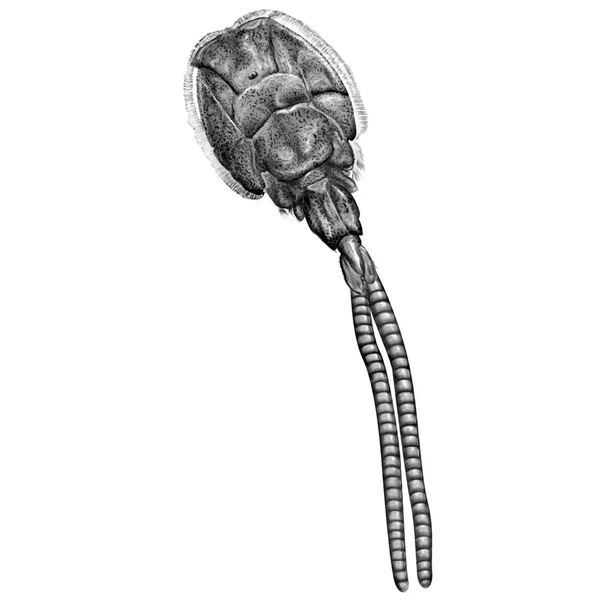 Lungs - structure — Stock Photo © Grawuar #19385919