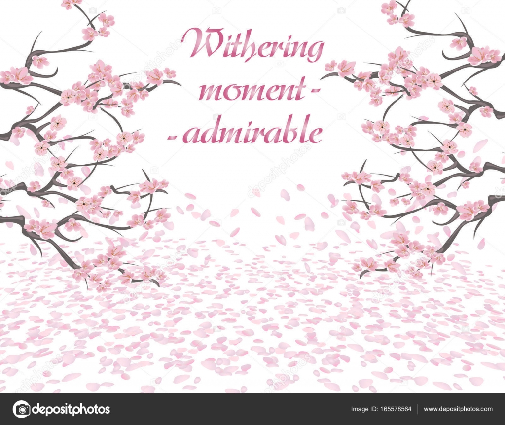 Branches with pink flowers. Sakura in the period of withering ...